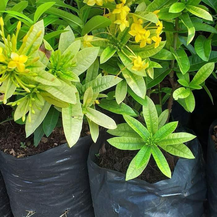 Jual Cr4Ft Tanaman Asoka Jepang - Bunga Kuning - Bibit Asoka Mini ...