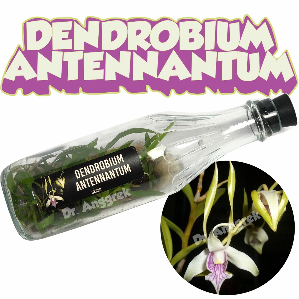 Jual Anggrek Dendrobium Bibit Dalam Botol Antennantum | Shopee Indonesia