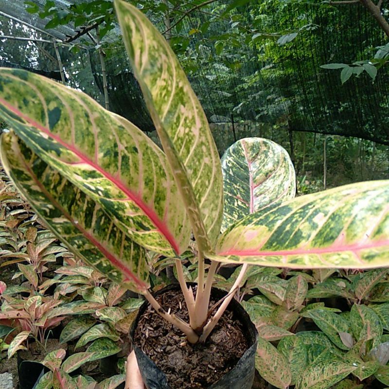 Jual Tanaman Hias Bunga Aglonema Mutasi Dokar - Big MAMA (K1) -Harga ...