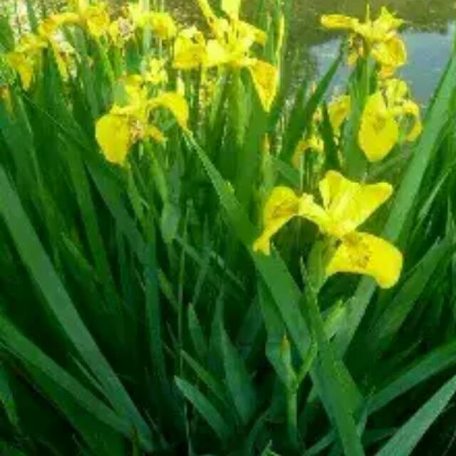 Jual Tanaman Bunga Airis atau Iris anggrek tanah kuning | Shopee Indonesia