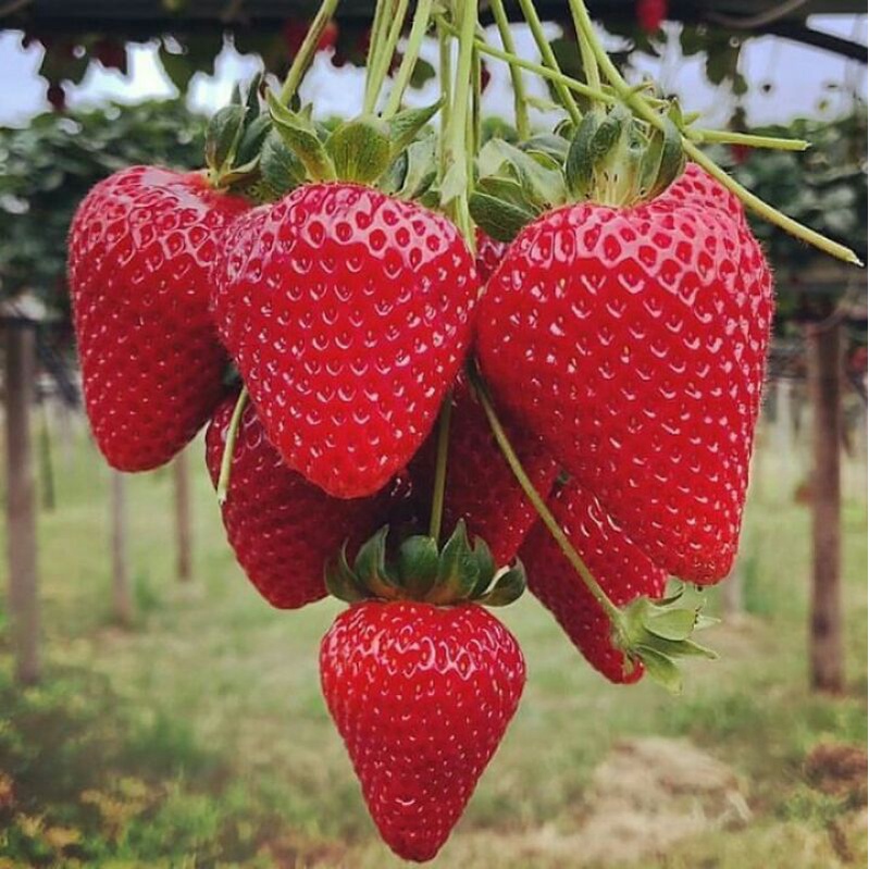 Jual Bibit Stroberi California Super Manis | Shopee Indonesia