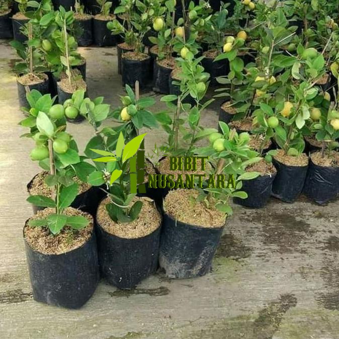 Jual Bibit Jeruk Lemon Kondisi berbuah | Shopee Indonesia