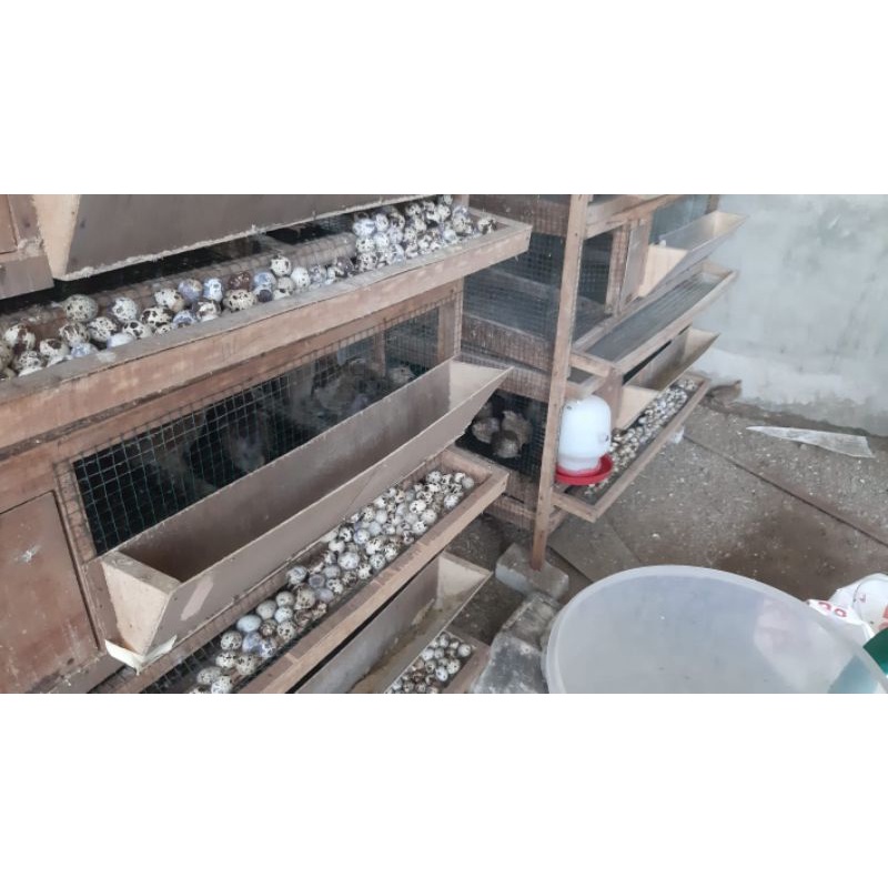 Jual telur puyuh mentah gresh 500.gram | Shopee Indonesia