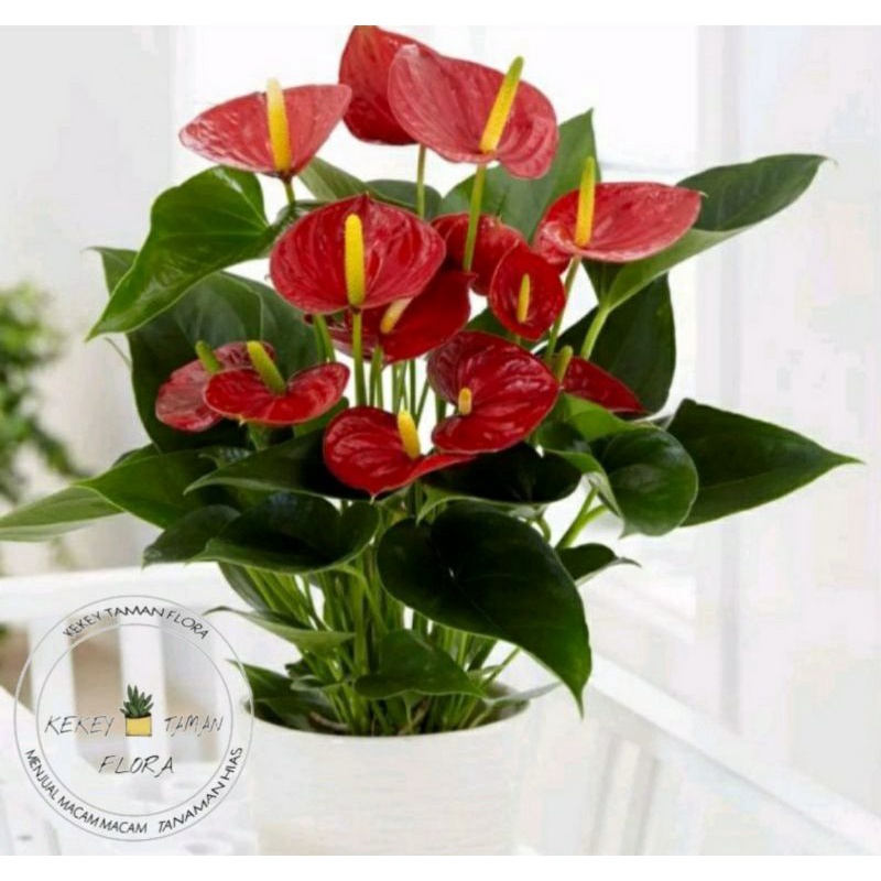 Jual Tanaman Hias Anthurium Mickey Mouse Bunga Merah - Bunga Anthurium ...