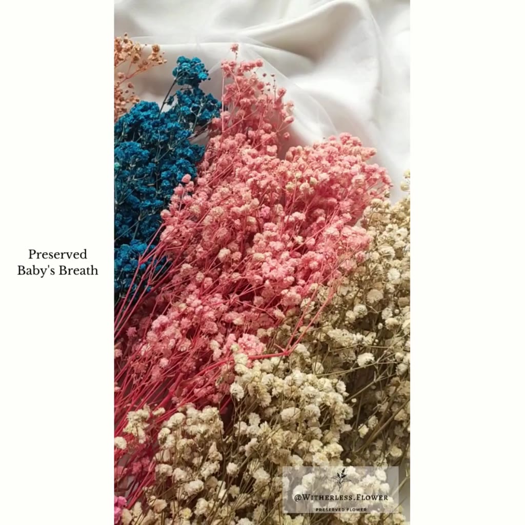 Jual 50 gr Preserved Baby Breath / Dried Flower Awetan / Bunga Kering ...