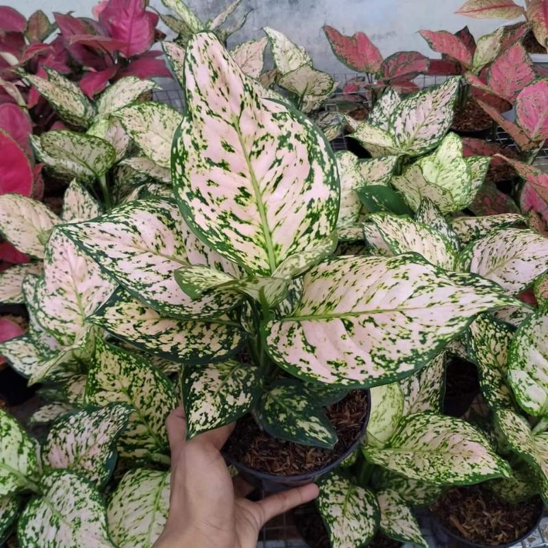Jual aglonema dut cream rimbun 6 7 8 daun | Shopee Indonesia