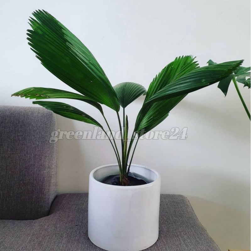 Jual Tanaman hias palem kol - palem kol - palem kipas - licuala grandis ...