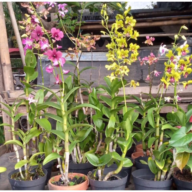 Jual anggrek dendrobium/tanaman hias hidup/bunga anggrek dendrobium ...