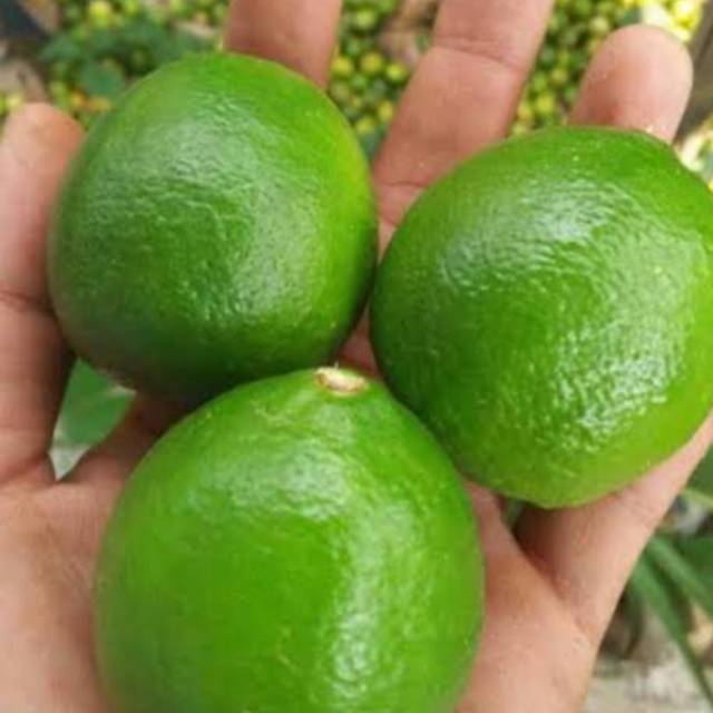 Jual Jeruk nipis/jeruk pecel 1kg | Shopee Indonesia