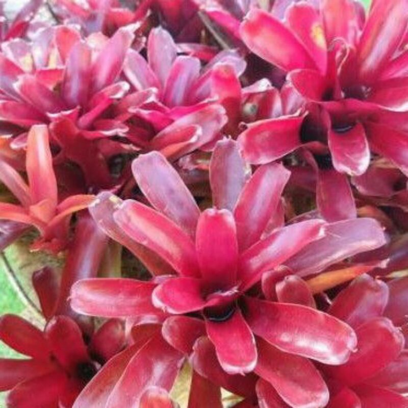 Jual TANAMAN HIAS BROMELIA MERAH MINI / TANAMAN HIDUP CANTIK / HIASAN ...