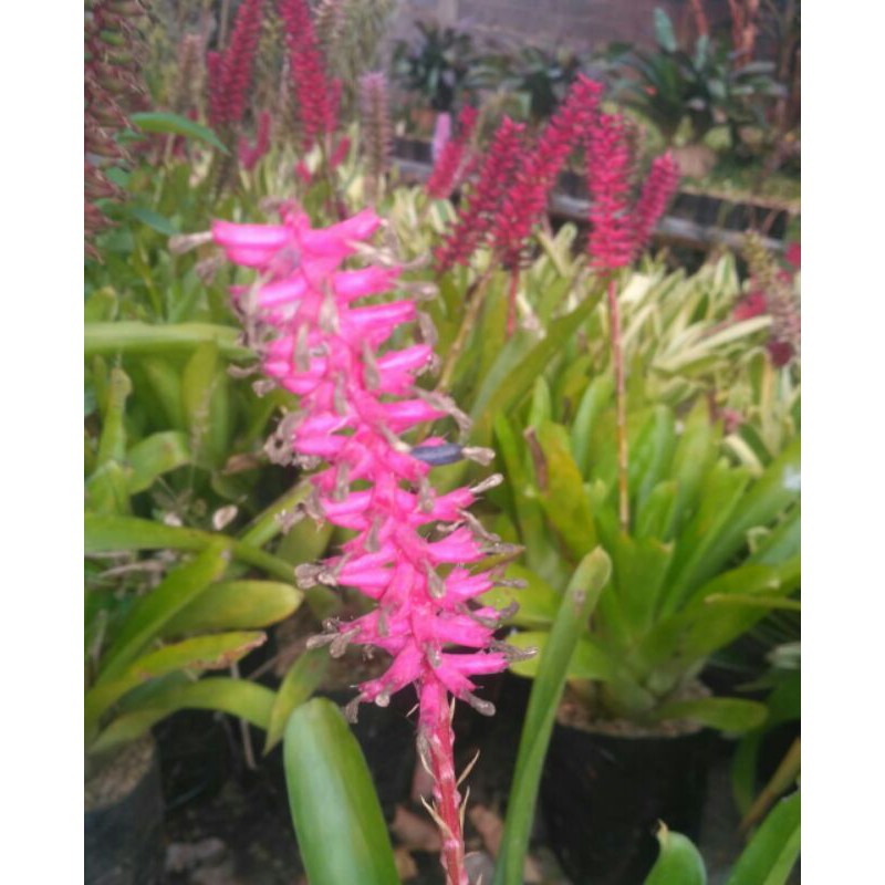Jual Bromelia green/bromelia jagung hijau/bunga ungu | Shopee Indonesia