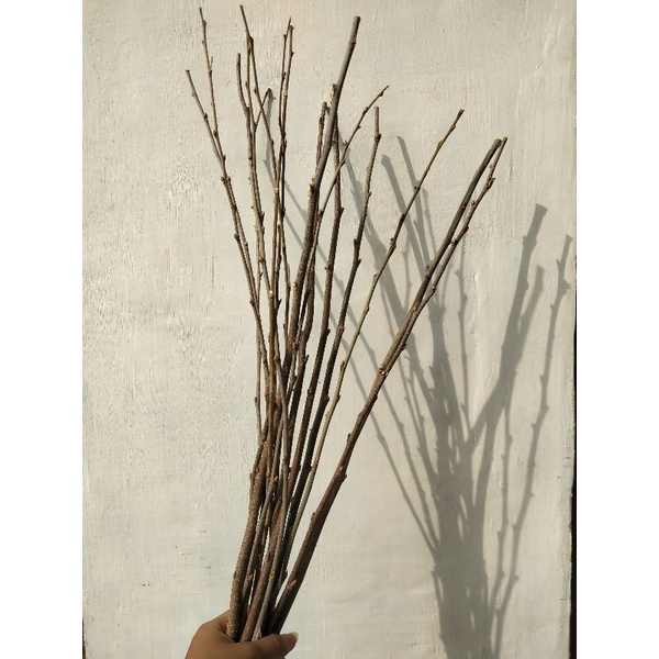Jual ranting kering 60 cm | Shopee Indonesia