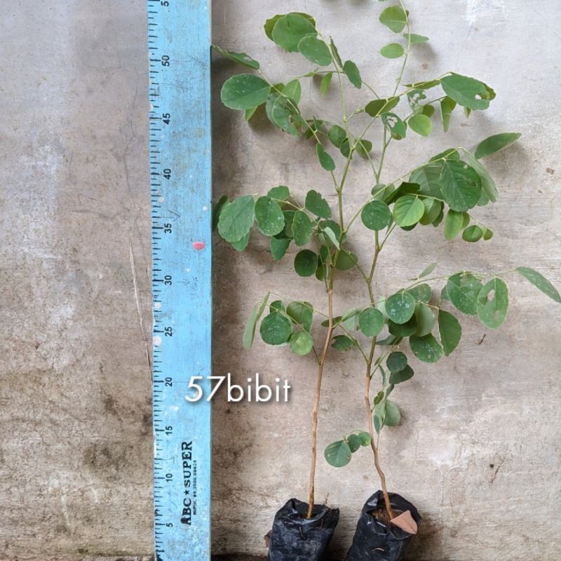 Jual tanaman pohon sonokeling tinggi 60-80cm | Shopee Indonesia