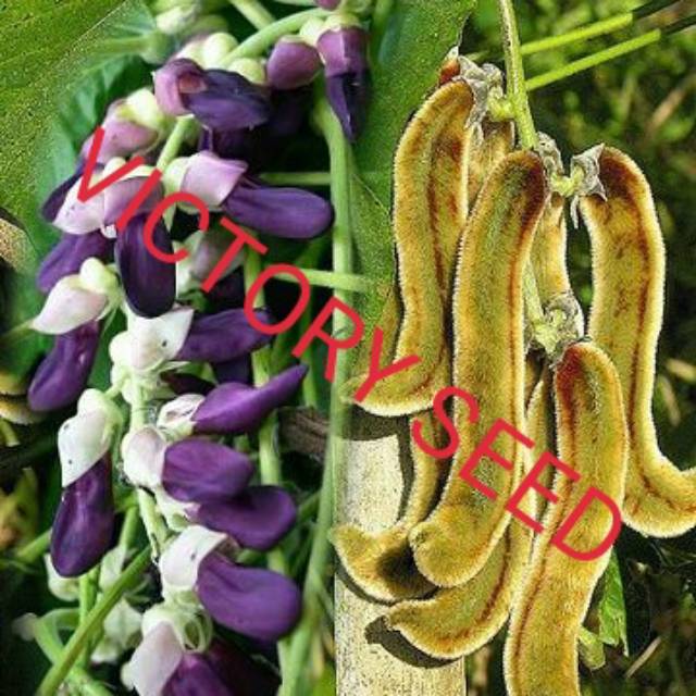 Jual Victory Seed Bibit Benih Benguk Putih (Isi 5 Biji) | Shopee Indonesia