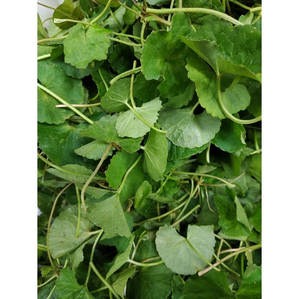 Jual DAUN PEGAGAN SEGAR 1kg/ DAUN ANTANAN / PEGAGAN HERBAL | Shopee ...
