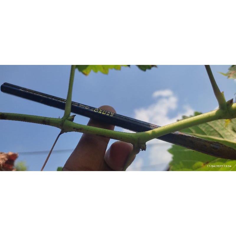 Jual 7 entress anggur Tamaki valid | Shopee Indonesia