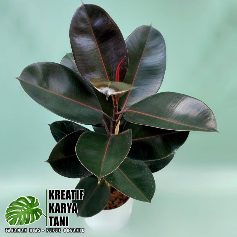 Jual Tanaman hias karet kebo merah - Rubber Plant Ficus Elastica ...