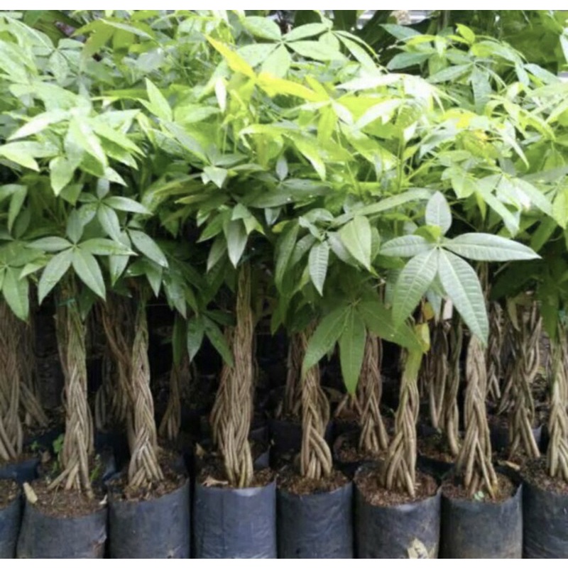 Jual tanaman hias pachira kepang - kuncir - pacira hoki | Shopee Indonesia