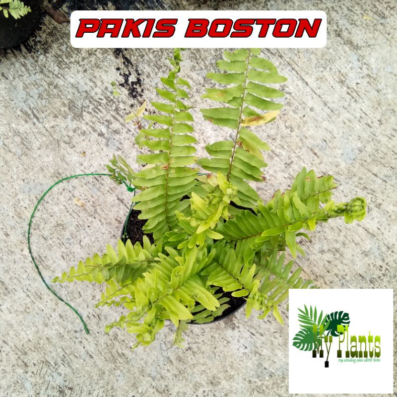 Jual Tanaman Hias Gantung Pakis Boston Asli Hutan / Kelabang / Tanaman ...
