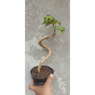 Jual waru wayang grafting unik berkarakter muraah | Shopee Indonesia