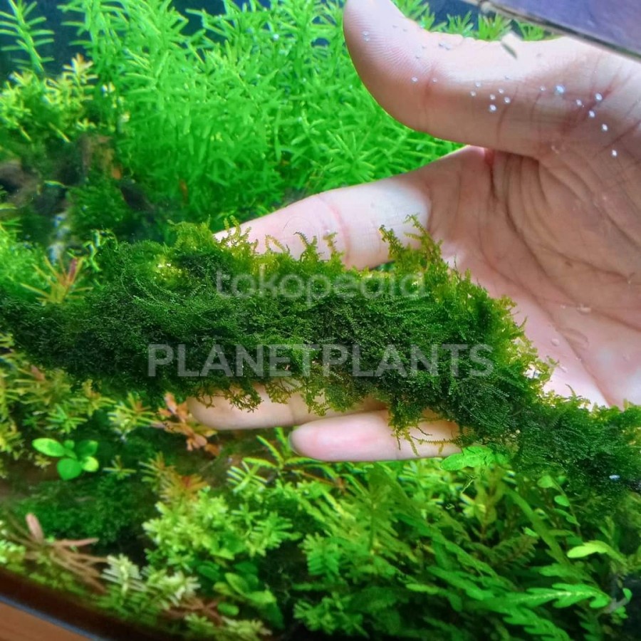 Jual RARE JAVA SPRING MOSS AKA MOSS MINI WEEPING TANAMAN AQUASCAPE | Shopee Indonesia