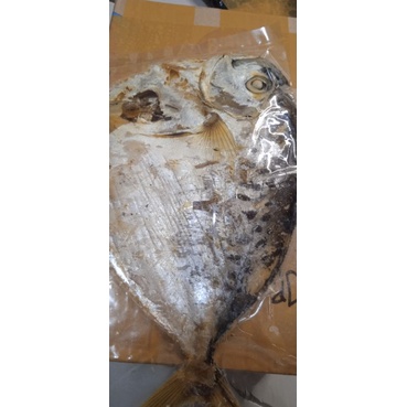 Jual ikan cue etem per ekor super has pelabuan ratu | Shopee Indonesia