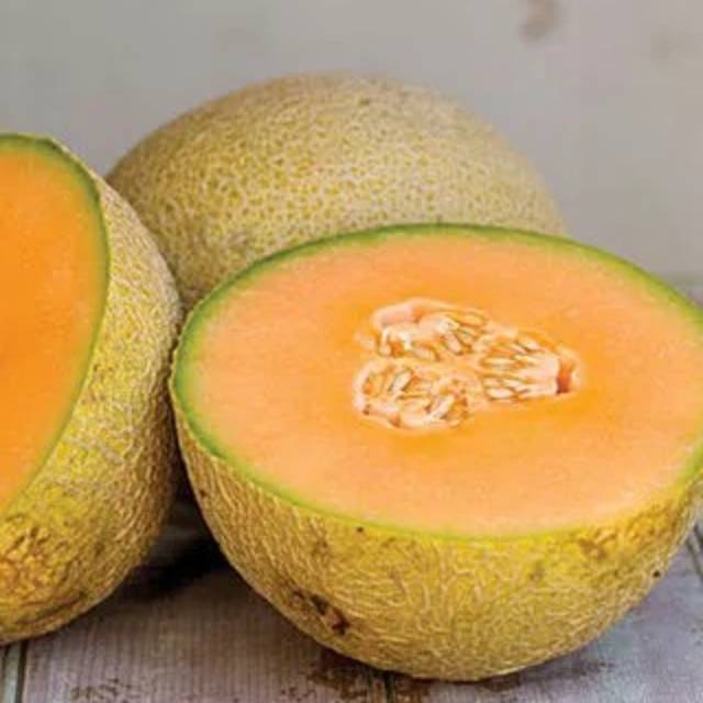 Jual Benih Cantaloupe, Olympic Express Hybrid | Shopee Indonesia