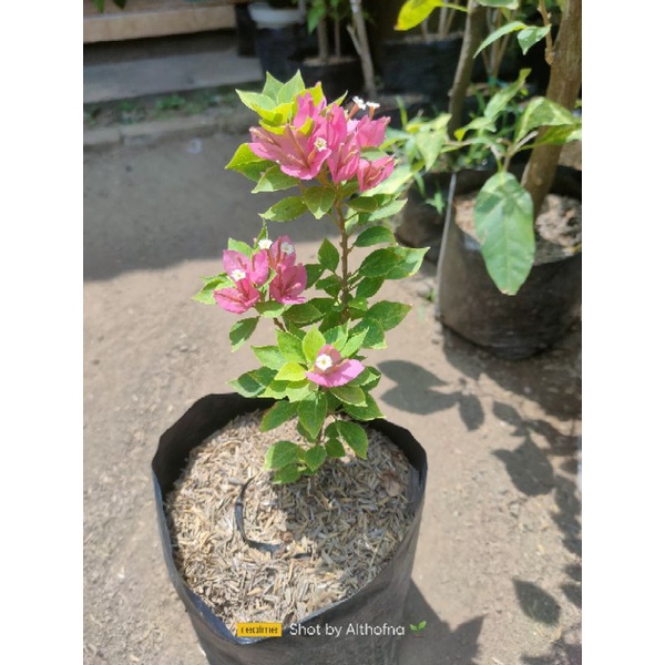 Jual Bougenville singapore varigata Jewel 21 || Singapore warna bunga ...