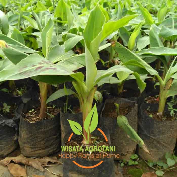 Jual Bibit Pisang Ulin/ Pisang Barlin/ Pisang Barangan/ Pisang Kepok ...