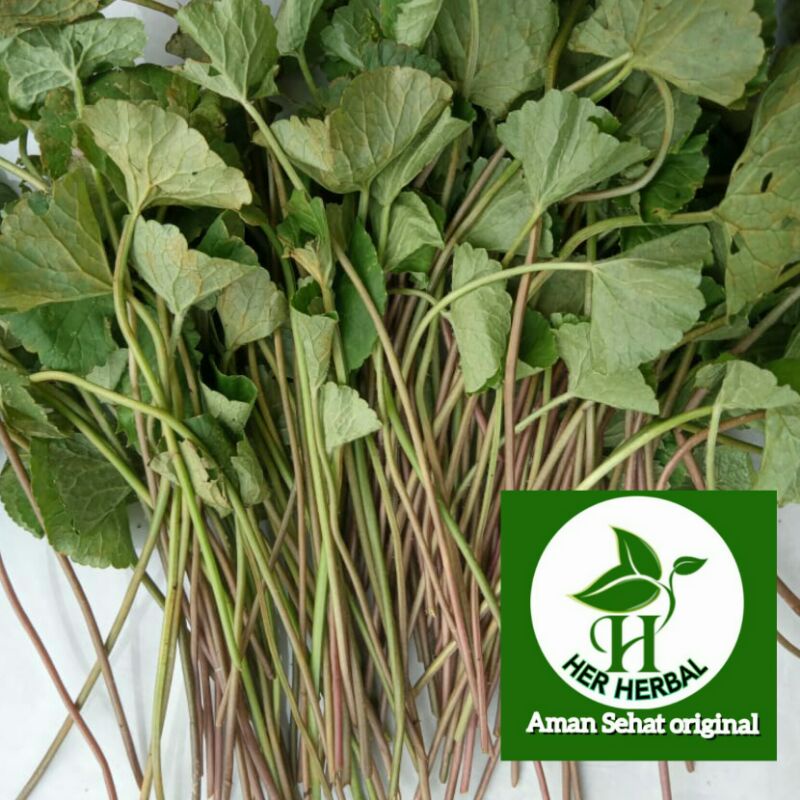 Jual Daun pegagan 100 gram atau Centella asiatica herbal anemia ...