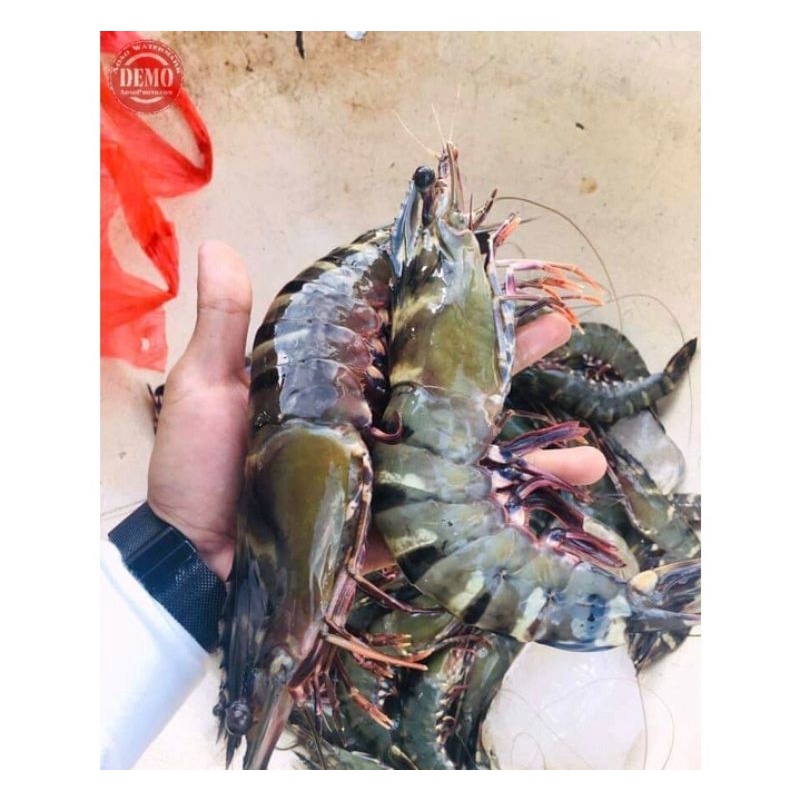 Jual Udang Windu / Udang Tiger Segar Fresh 1Kg BERGARANSI | Shopee ...