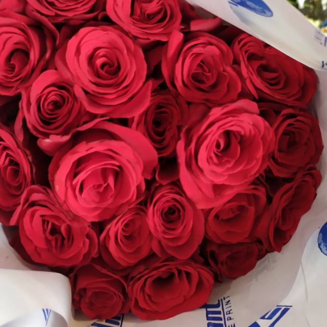 Jual Bunga mawar merah segar | mawar merah harga pertangkai | Shopee ...