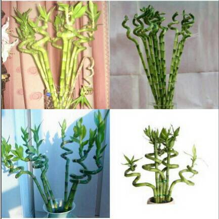 Jual 5 Biji Benih Bambu Mini Lucky Bamboo Small (Indoor) 100% True ...