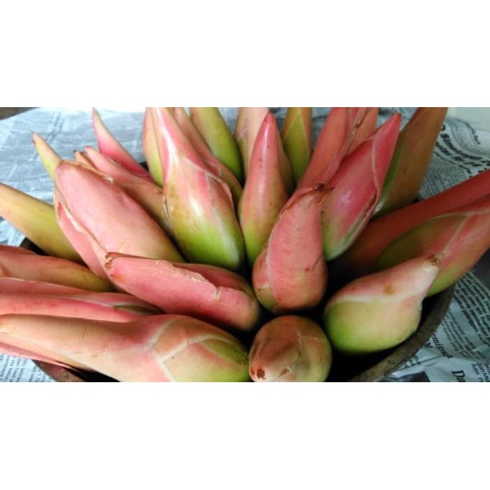 Jual Combrang Medan / Kencong 250gr/pack | Shopee Indonesia