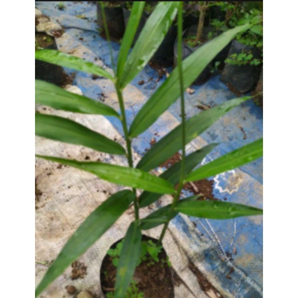 Jual pohon jahe Tanaman jahe merah bibit jahe merah | Shopee Indonesia Jual pohon jahe Tanaman jahe merah bibit jahe merah | Shopee Indonesia