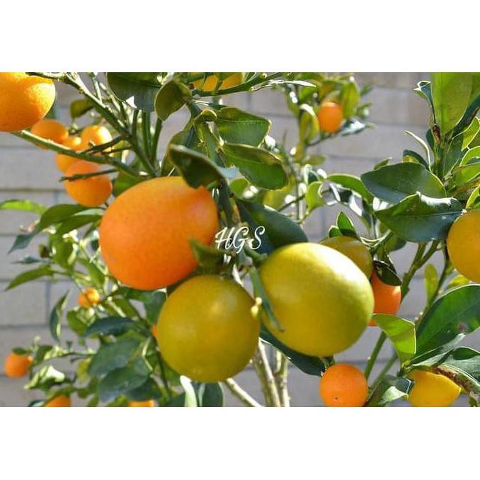 Jual THE BEST 008 Paling Laris Bibit Tanaman Buah Jeruk Tongheng Bibit ...