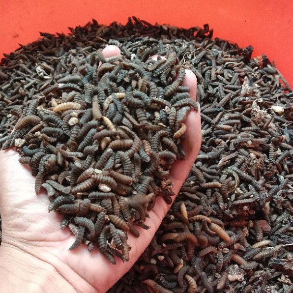 Jual Pupa Prepupa Maggot BSF super indukan lalat maggot BSF 100gr ...