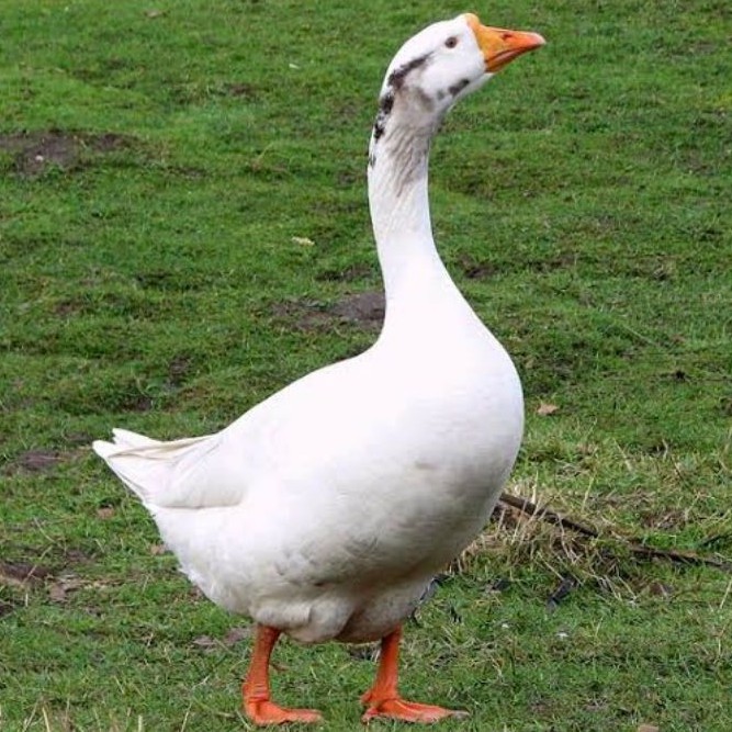 Jual 𝑨𝒏𝒈𝒔𝒂/𝑺𝒐𝒂𝒏𝒈/𝑺𝒘𝒂𝒏 𝑯𝒊𝒅𝒖𝒑 𝑲𝒐𝒏𝒔𝒖𝒎𝒔𝒊/𝑻𝒆𝒓𝒏𝒂𝒌 | Shopee Indonesia