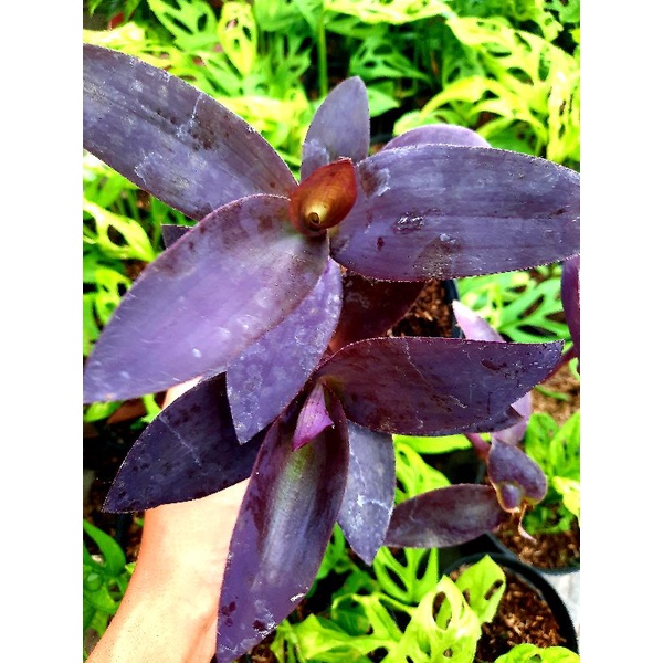 Jual Tanaman Hias Tradescantia palida Purple Heart - Adam Hawa Ungu ...