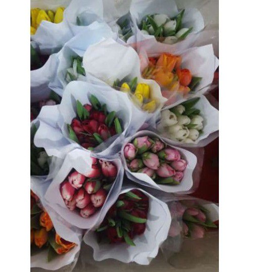 Jual bunga tulip asli segar / tulip bunga segar asli per 10 tangkai ...