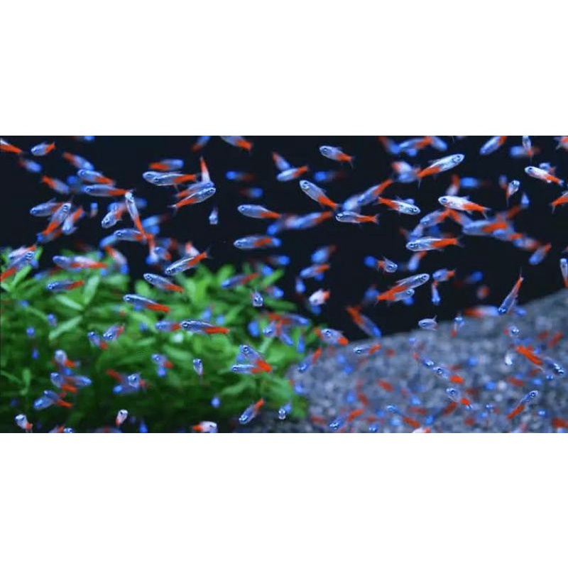 Jual Ikan Hias Neon Tetra/Cardinal | Shopee Indonesia