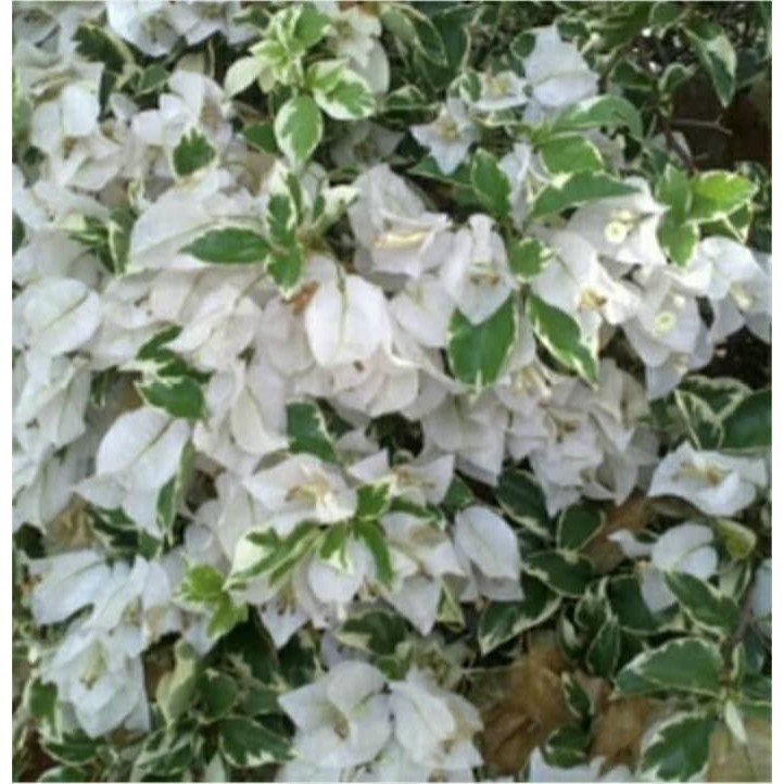 Jual Bibit Bugenvil Variegata Putih | Shopee Indonesia