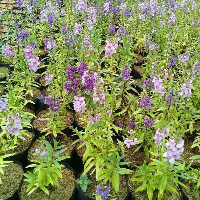 Jual tanaman hias lavender angelonia - lavender bunga | Shopee Indonesia