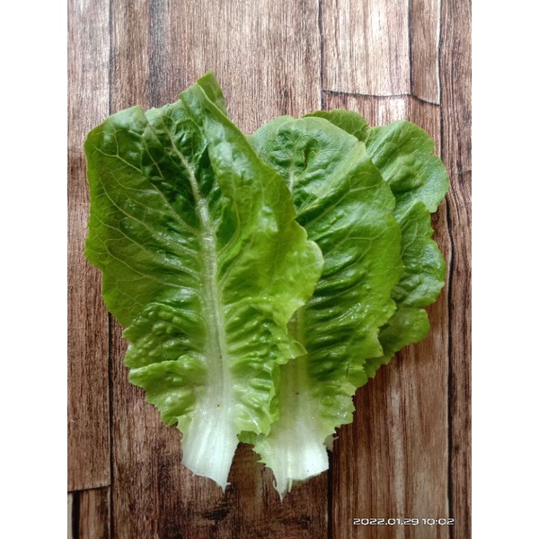 Jual sayur lettuce selada baby romain organik 250gr | Shopee Indonesia