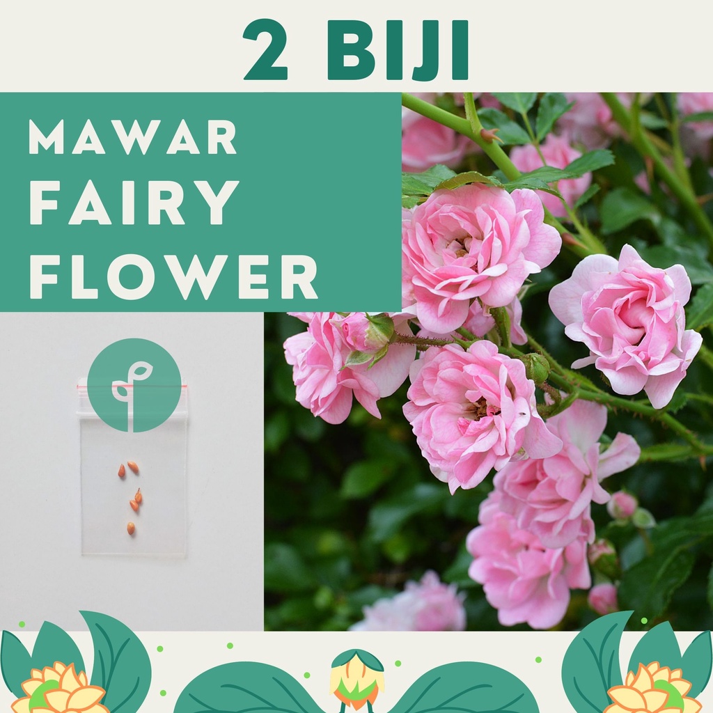 Jual 2 Benih Bibit Mawar Benih Bunga Mawar Merah Putih Rose Bibit Seeds ...