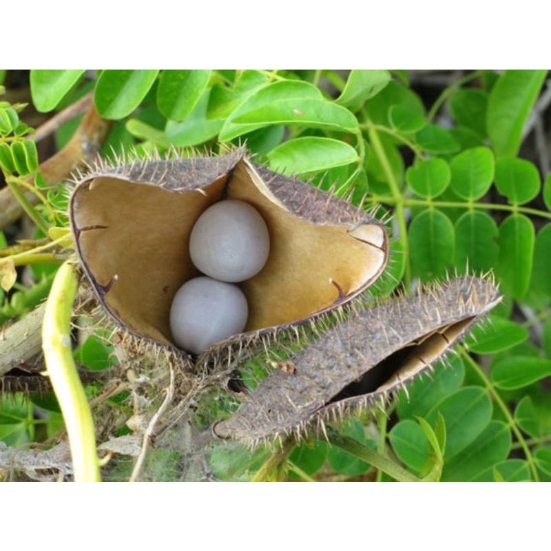 Jual buah kabiul buah buah kalaloyang buah gorek | Shopee Indonesia