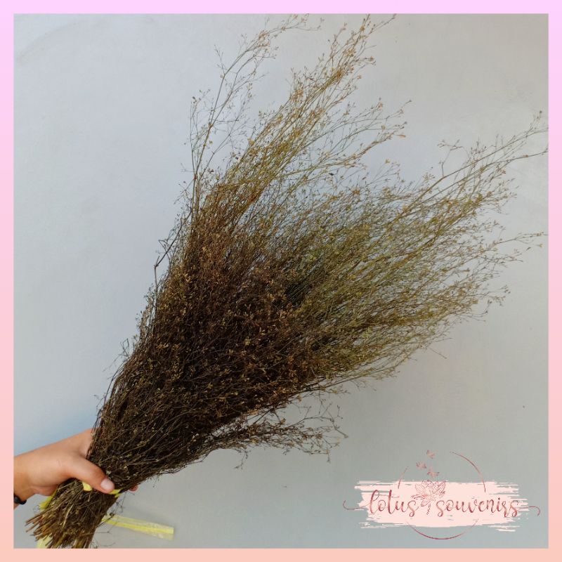 Jual (20 tangkai) Ranting kering bintang dried flower bunga kering natural asli | Rumput kering ...