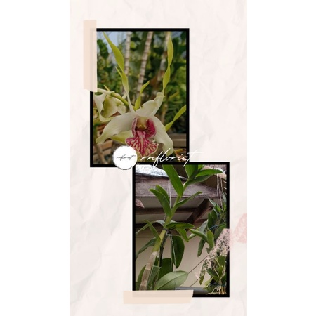Jual Anggrek dendrobium Stratiotes | Shopee Indonesia