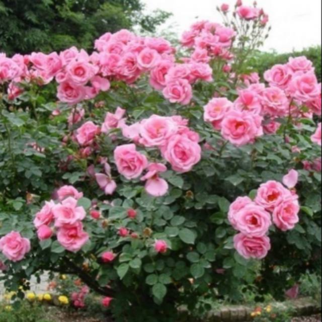 Jual 4-Biji Benih Bunga Mawar Pink Jumbo Unggul | Shopee Indonesia