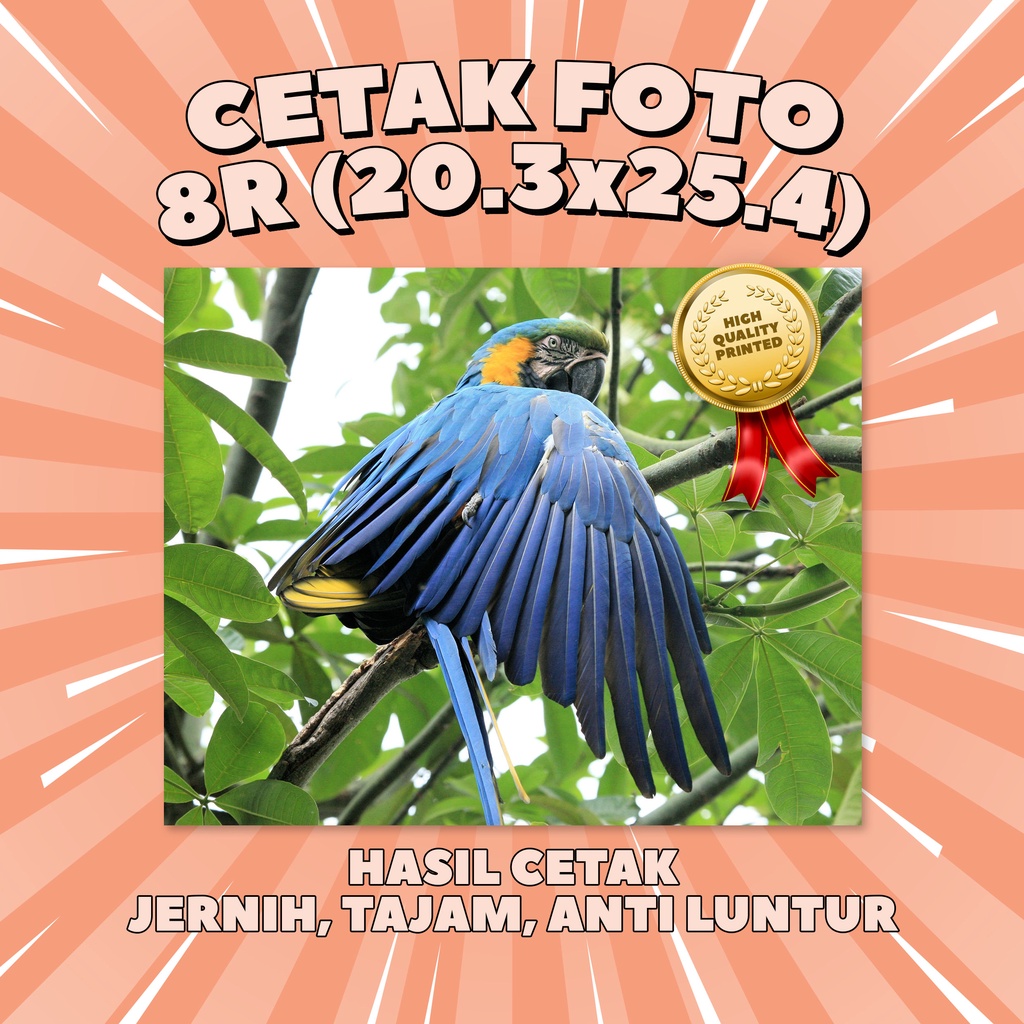 Jual Cetak Foto Ukuran 8R (20.3x25.4) Prophoto Paper High Resolution ...